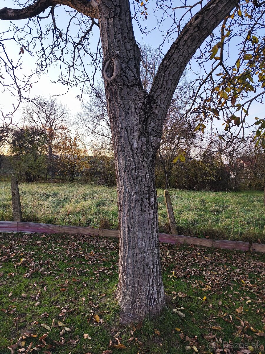 Predám orechové drevo priemer 50cm dĺžka kmeňa 2 metre - Trenčín | Bazoš.sk