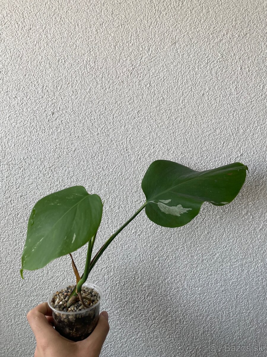 Monstera albo revert - Žilina | Bazoš.sk