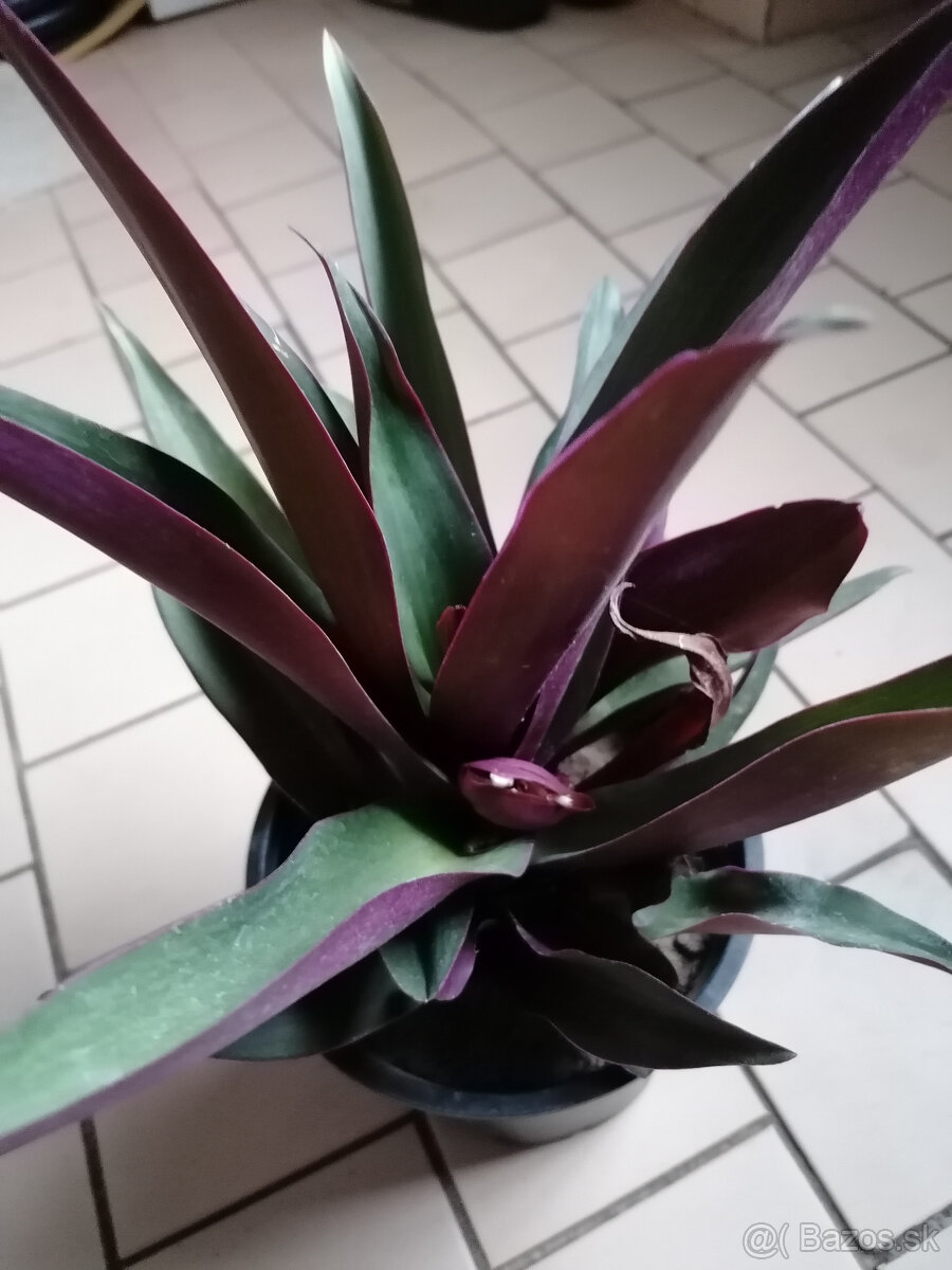 Kalisia voňavá a reo - Myjava | Bazoš.sk