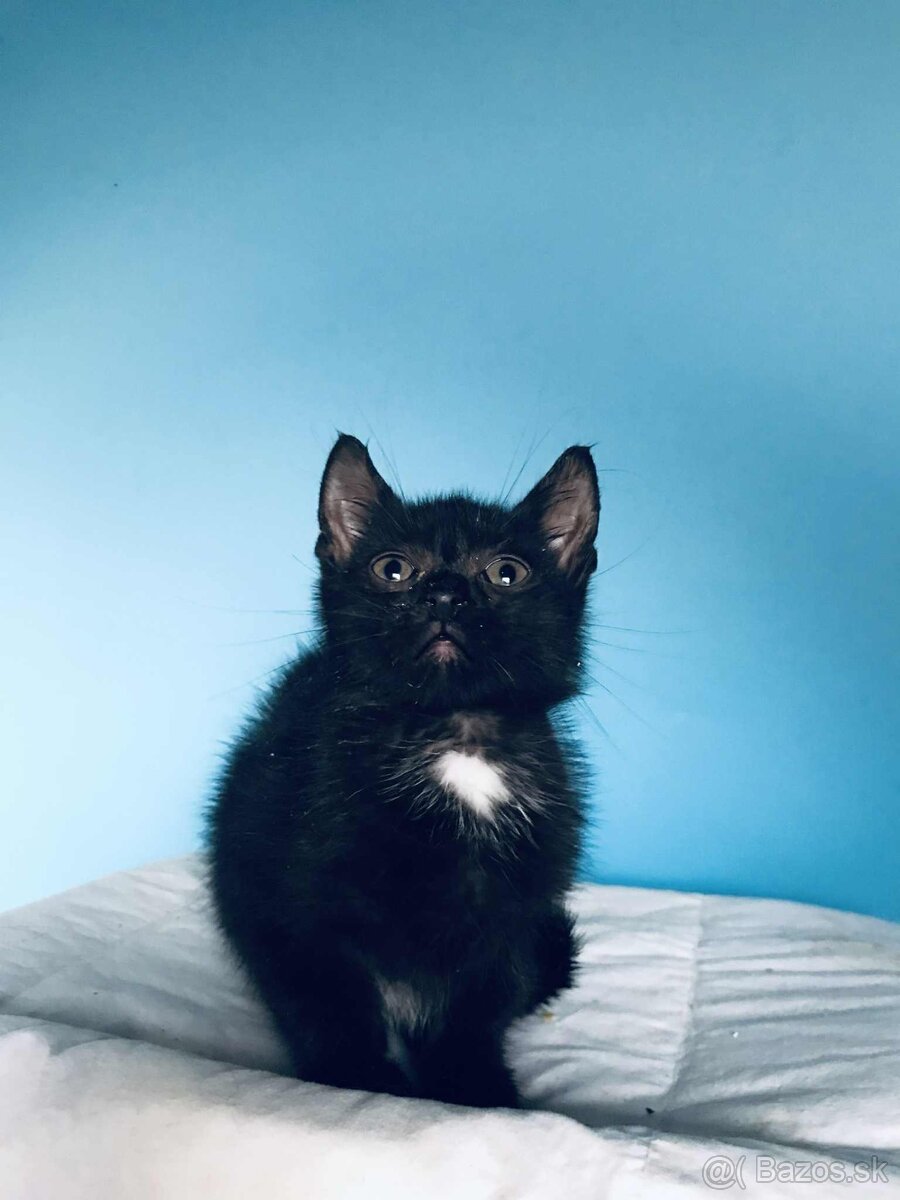 MIP SI HĽADÁ DOMOV VO VNÚTRI - Zvolen | Bazoš.sk