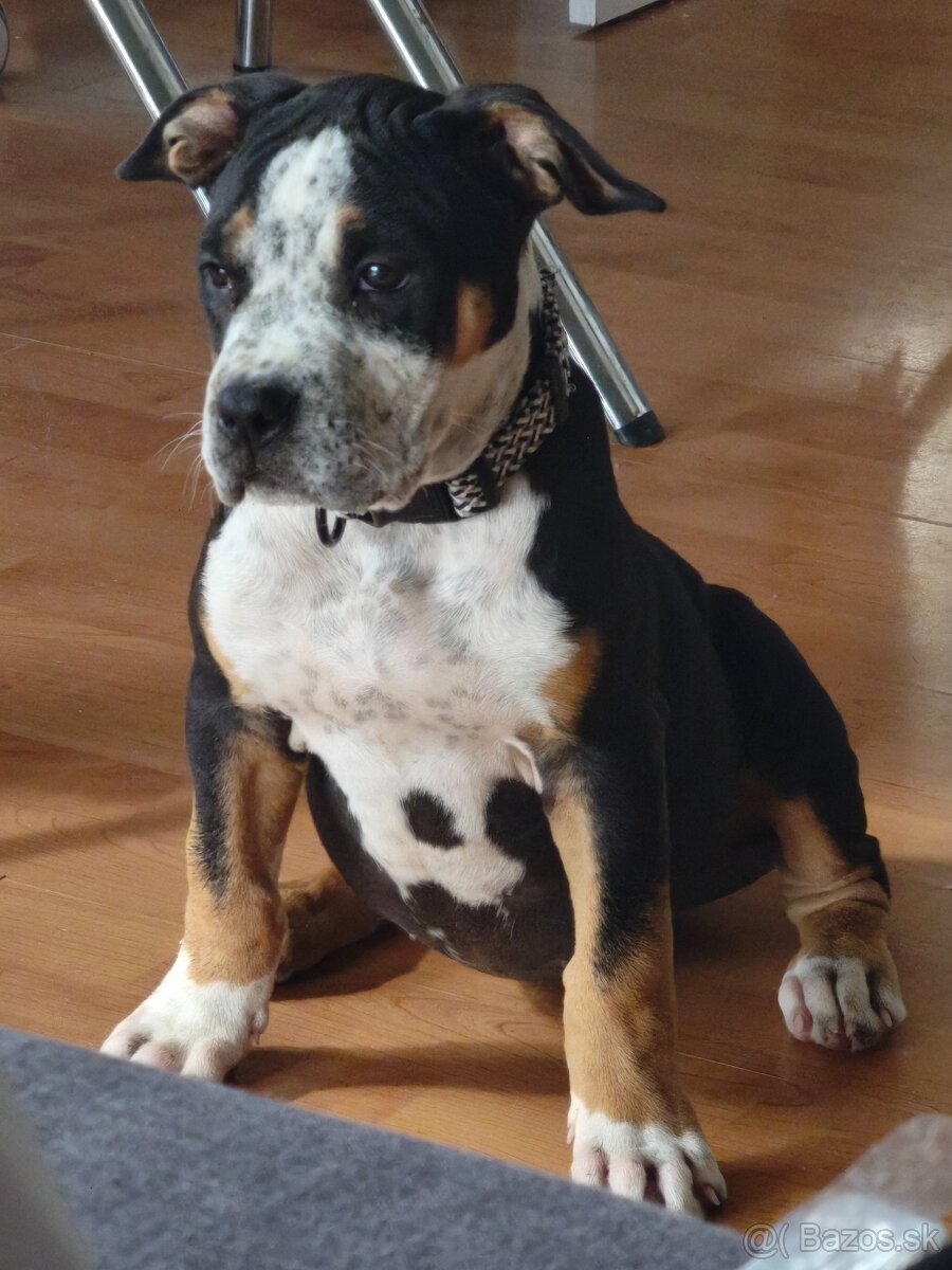 Hľadáme nový domov fenke Bully - Dunajská Streda | Bazoš.sk