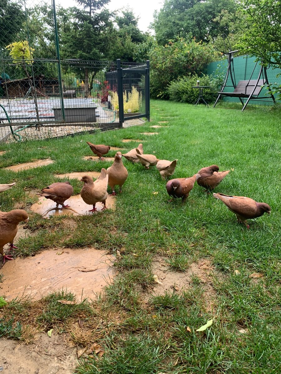 Gigant Homér - Trnava | Bazoš.sk