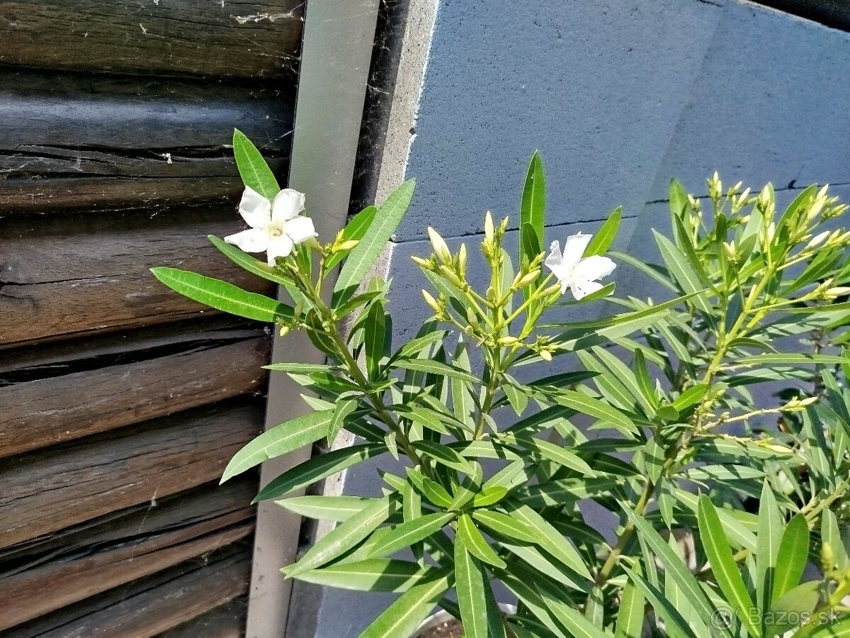 Oleander biely - Senec | Bazoš.sk