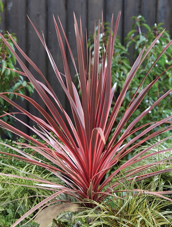 Cordylina red - nádherná červená Austrálska juka - Komárno | Bazoš.sk