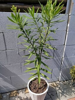 Biely oleander 110 cm - Senec | Bazoš.sk