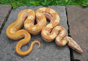 Boa imperator - Paradise Sunglow Aztec, Sunglow Motley - Čadca | Bazoš.sk