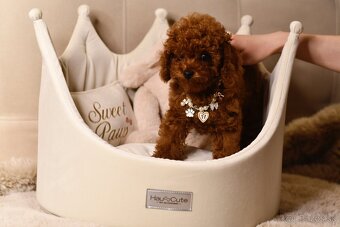 Pudel Teacup pudelík červený chlapček po rodičoch z Činy - Žilina ...