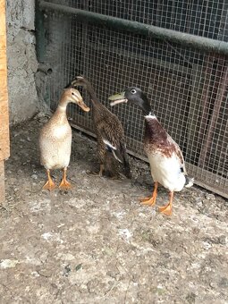 Indický bežec - Bratislava | Bazoš.sk