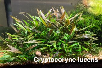 CRYPTOCORYNE - Považská Bystrica | Bazoš.sk
