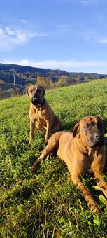 Tosa inu 10 měsíční junior šikovný pejsek - Česká republika | Bazoš.sk