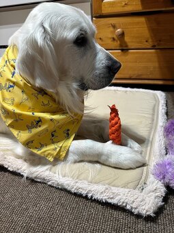 Iba do dobrých rúk - Zlatý Retriever - Michalovce | Bazoš.sk