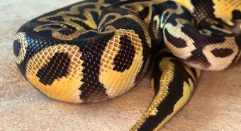 Python regius - Dunajská Streda | Bazoš.sk