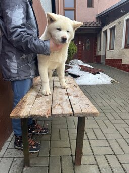 Akita inu - Kysucké Nové Mesto | Bazoš.sk