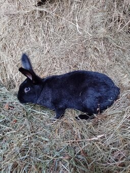 Zajac - Námestovo | Bazoš.sk