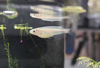 medaka japonská - oryzias latipes - Zvolen | Bazoš.sk