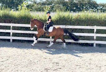 AMATÉRSKY 7 r. VALACH - Česká republika | Bazoš.sk