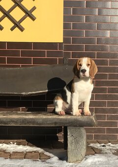 Bígel Beagle Bigl s PP FCI - Zahraničie | Bazoš.sk
