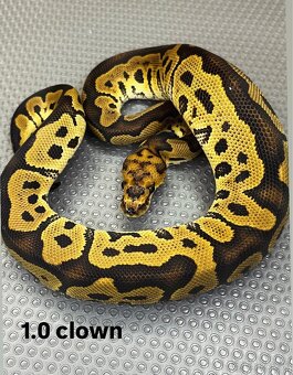 Python regius - Bratislava | Bazoš.sk