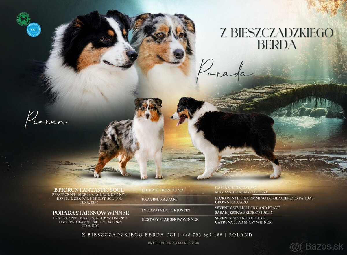 AUSTRÁLSKY OVČIAK FCI - Medzilaborce | Bazoš.sk