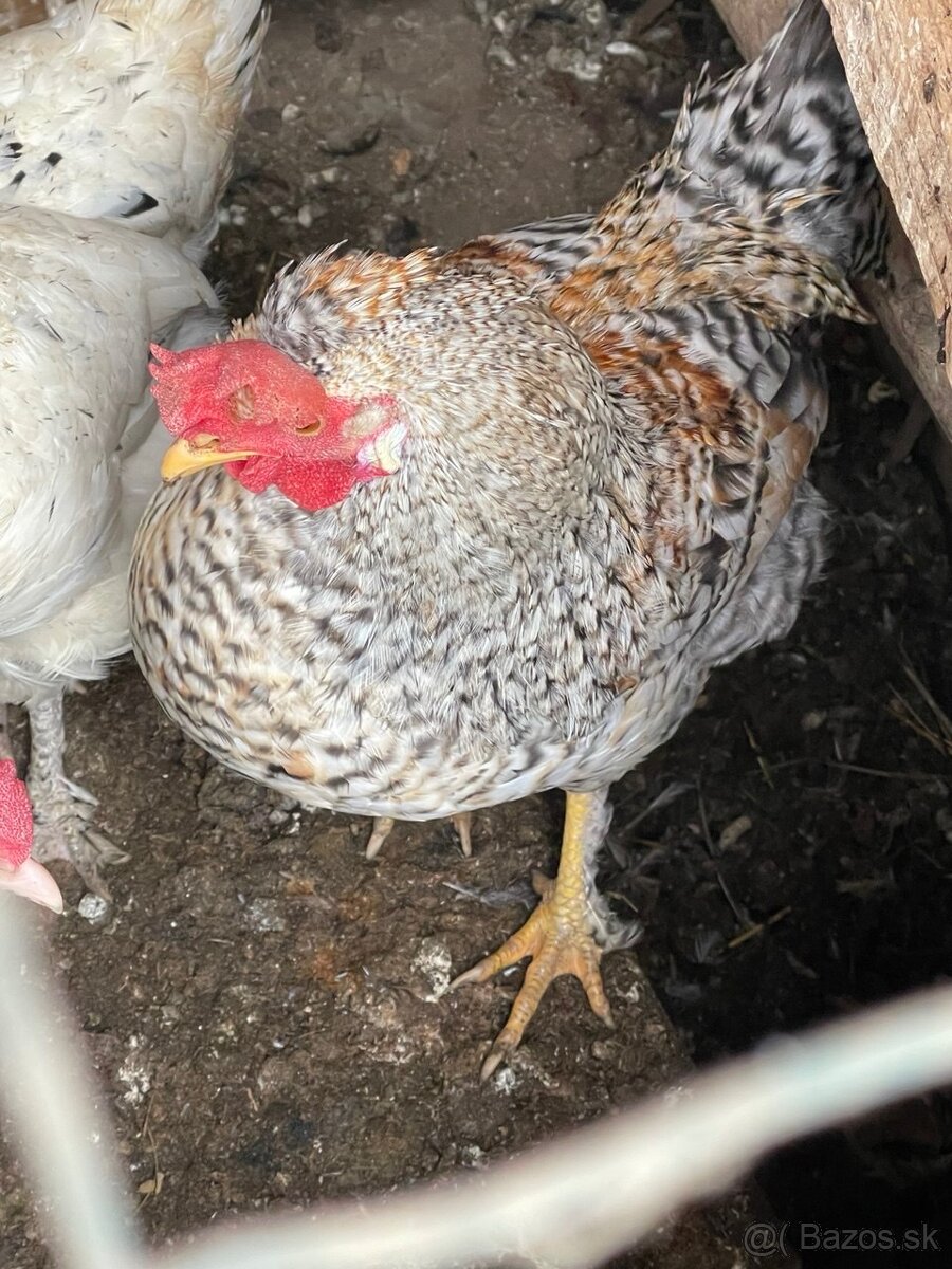 kohút na predaj Green Shell - Bardejov | Bazoš.sk