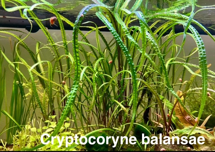 CRYPTOCORYNE - Považská Bystrica | Bazoš.sk
