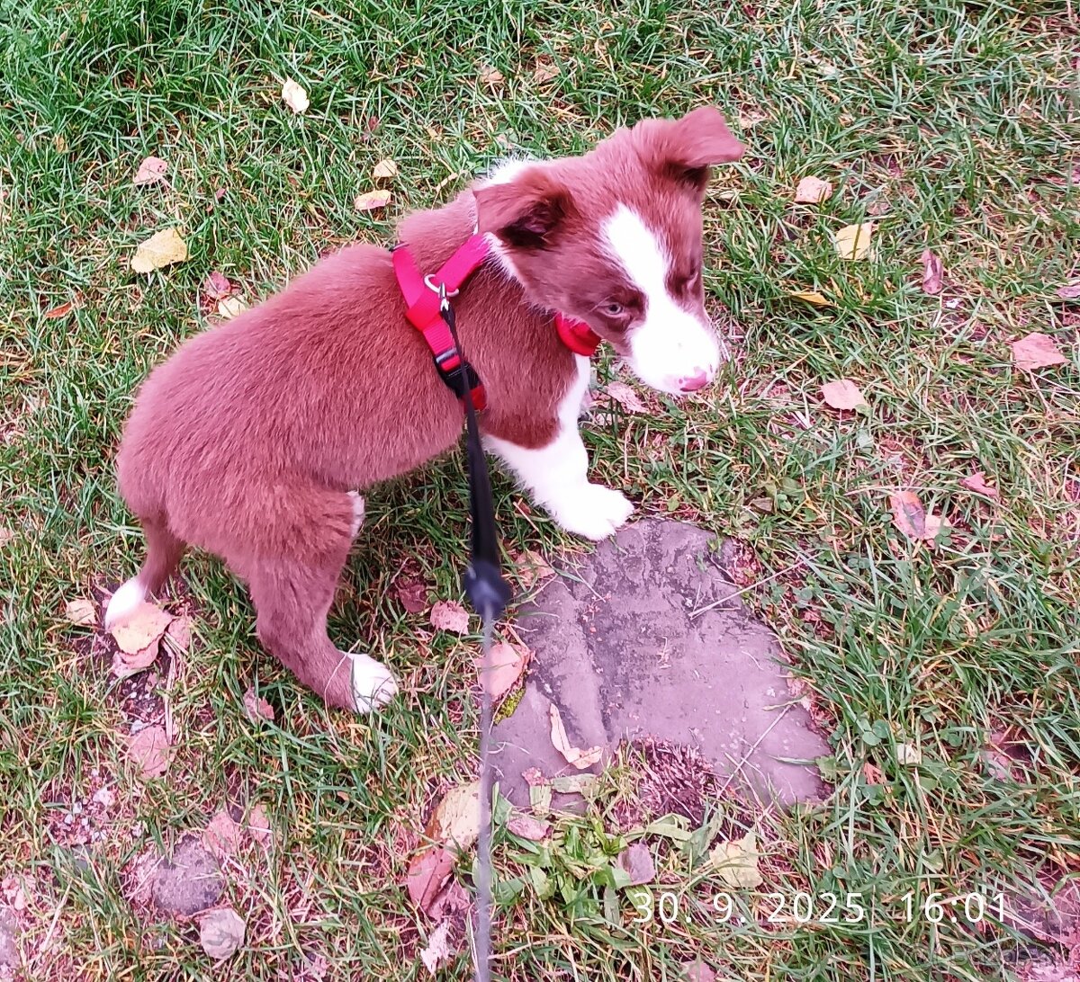 Border kolia - Čadca | Bazoš.sk