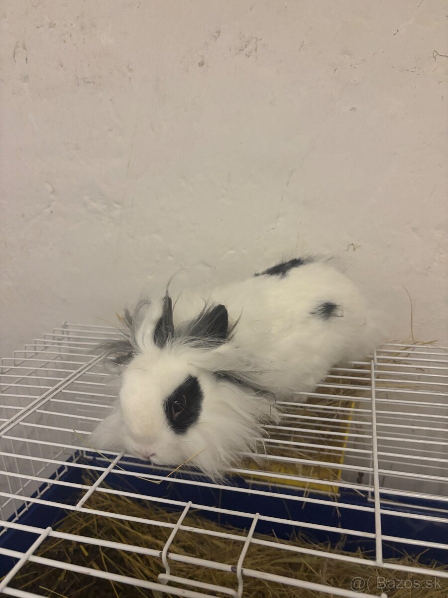 Teddy zajac - Prešov | Bazoš.sk