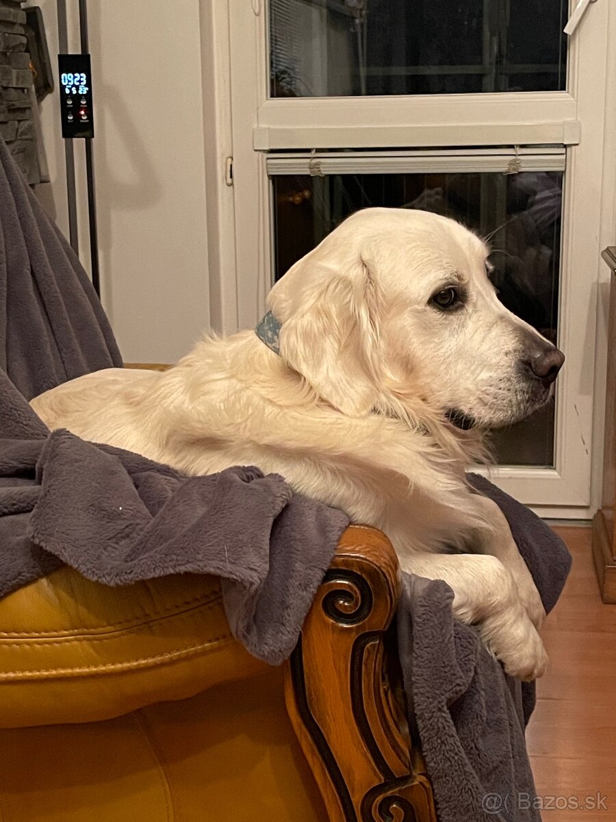 Iba do dobrých rúk - Zlatý Retriever - Michalovce | Bazoš.sk