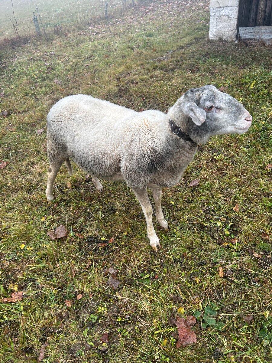 Baran lacon - Brezno | Bazoš.sk