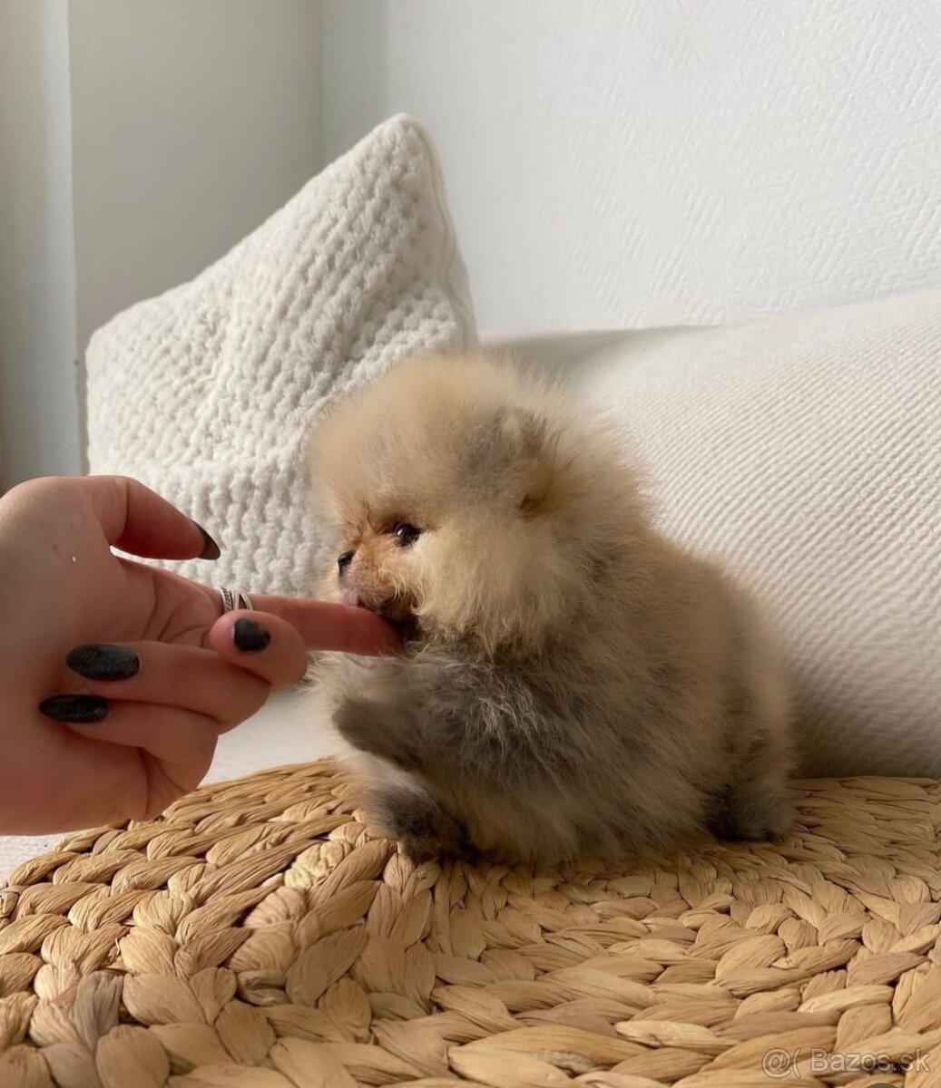 Pomeranian mini - Nitra | Bazoš.sk