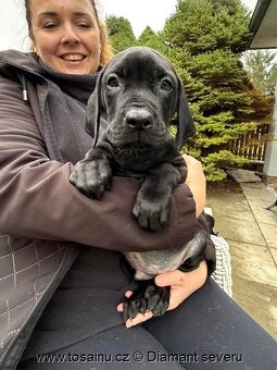Tosa inu - veselé štěňátko vzácné černé barvy s PP - Česká republika ...