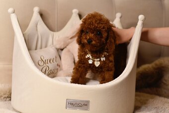 Pudel Teacup pudelík červený chlapček po rodičoch z Činy - Žilina ...
