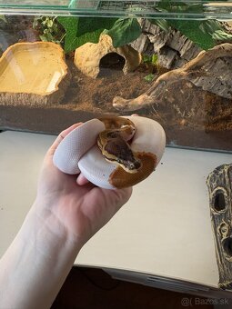 Hady - Nitra | Bazoš.sk