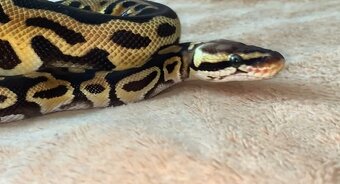 Python regius - Dunajská Streda | Bazoš.sk