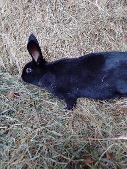 Zajac - Námestovo | Bazoš.sk