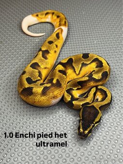 Python regius - Bratislava | Bazoš.sk