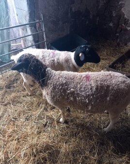 Dorper - Banská Bystrica | Bazoš.sk