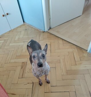 Americký bezsrsty teriér - Nitra | Bazoš.sk