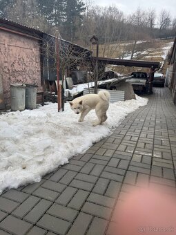 Akita inu - Kysucké Nové Mesto | Bazoš.sk