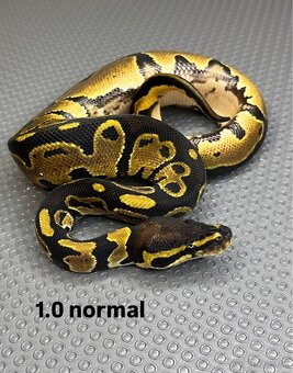 Python regius - Bratislava | Bazoš.sk