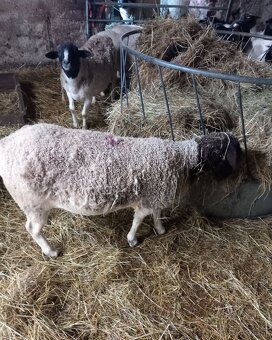 Dorper - Banská Bystrica | Bazoš.sk