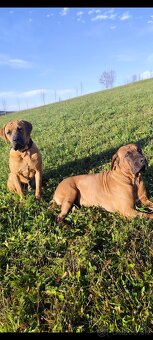 Tosa inu 10 měsíční junior šikovný pejsek - Česká republika | Bazoš.sk