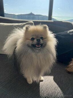 Pomeranian Mini - Rožňava | Bazoš.sk