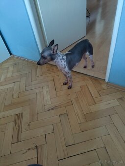 Americký bezsrsty teriér - Nitra | Bazoš.sk