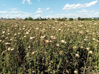 OLEJ, KAPSULE, Plod z pestreca mariánskeho - Trnava | Bazoš.sk