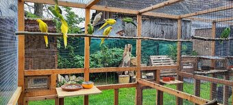 Alexander Malý Roč 25 - Piešťany | Bazoš.sk