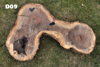 Unikátne priečne rezy/koláče DUB - vzduchosuché - ťažba 2019 - Prešov ...