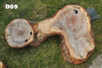 Unikátne priečne rezy/koláče DUB - vzduchosuché - ťažba 2019 - Prešov ...